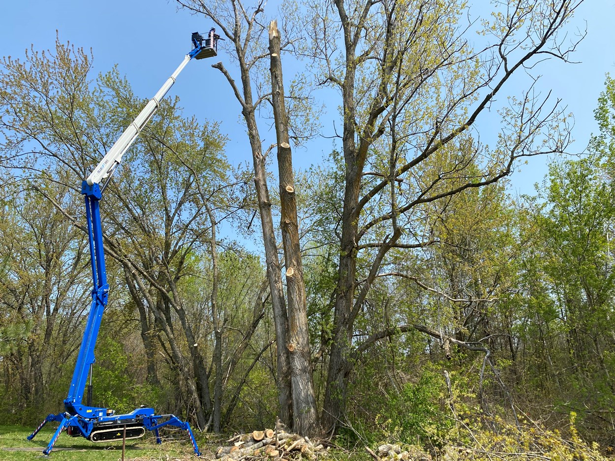 Maple Heights Tree Service – Reliable Brockville Tree Services – For ...